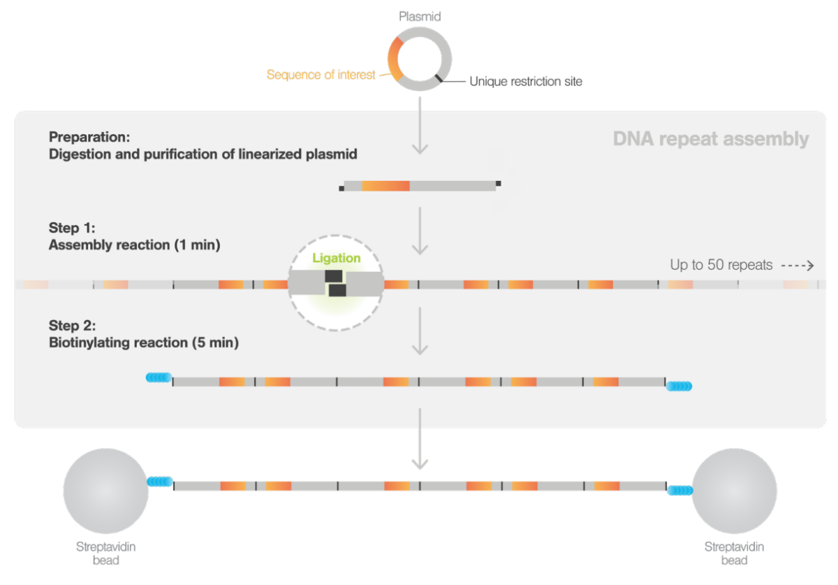 DNA repeat assembly kit - LUMICKS Store